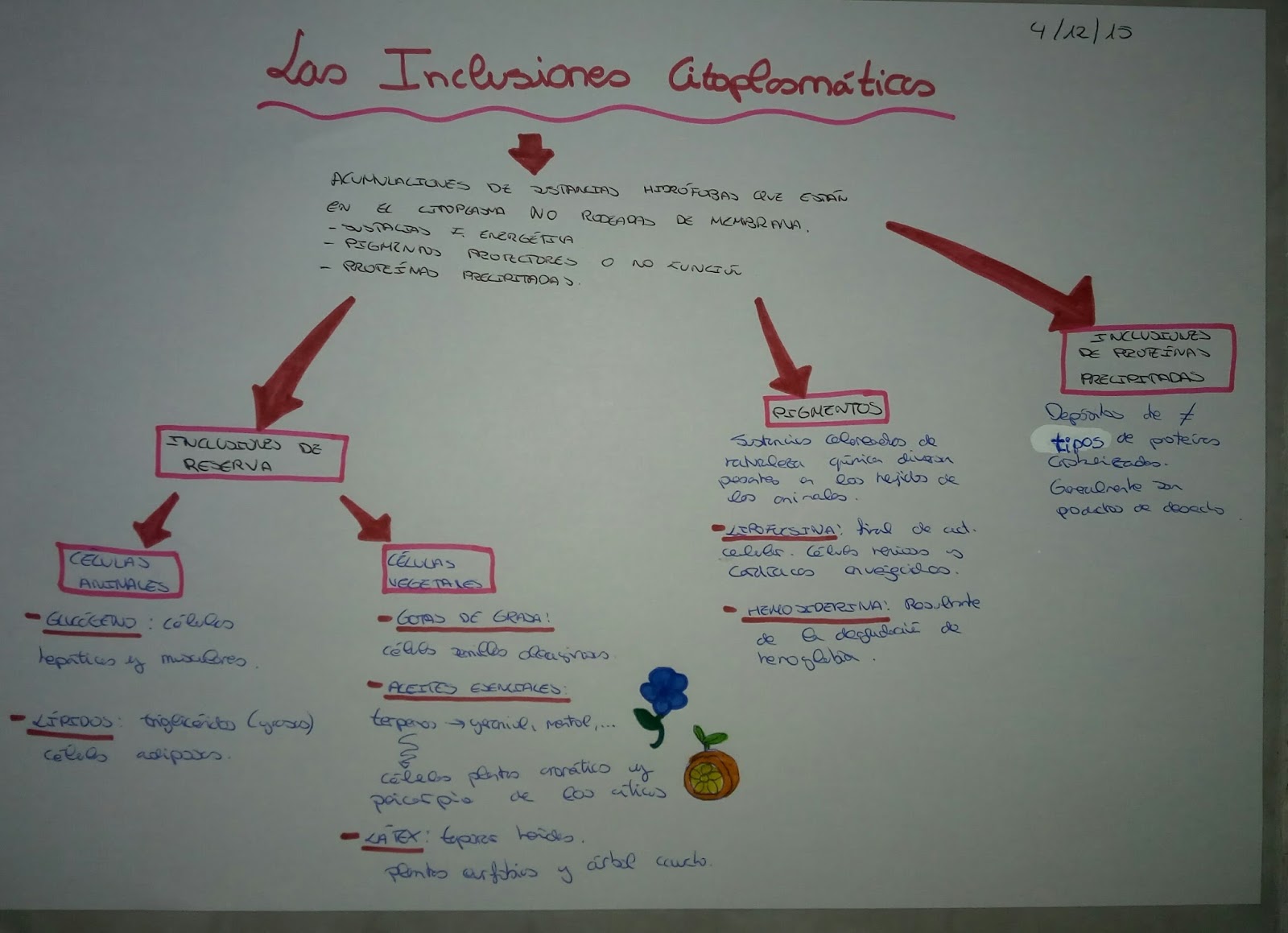Biologia: Las Inclusiones Citoplasmáticas