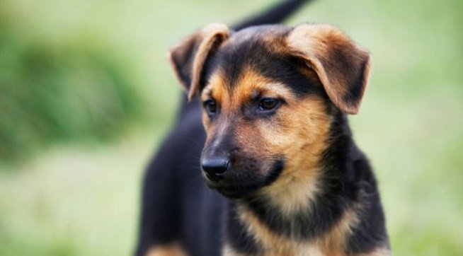 NUNCAJAMAS COCKER: PERROS SIN RAZA