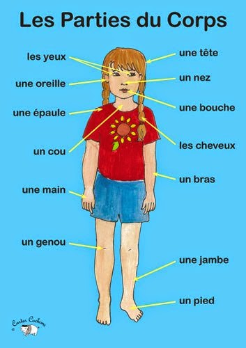 Le français pour tous: Les parties du corps