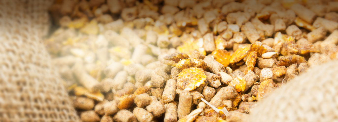 INRAA VEILLE SCIENTIFIQUE: Des aliments de bétail de Normandie pour les ...