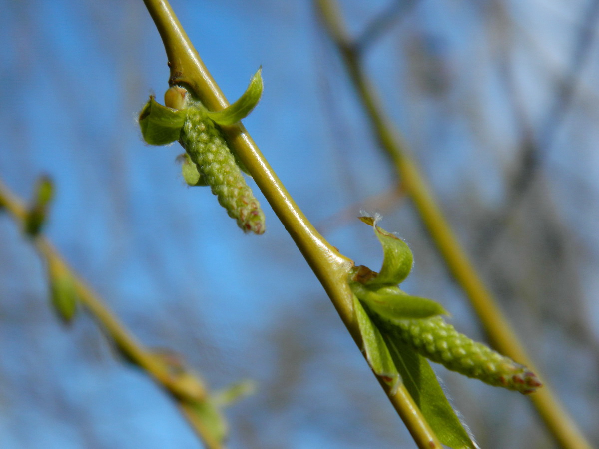 LA MULTI ANI, ROMANIA!: Muguri de salcie