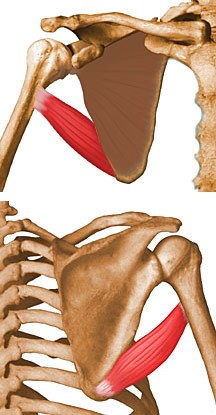 Muscles of the Upper Limb ~ Anatomy for MSP