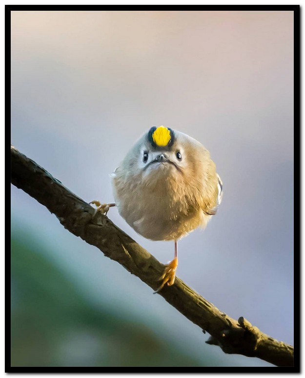 Chuck's Fun Page 2: Birds with attitude - 23 images