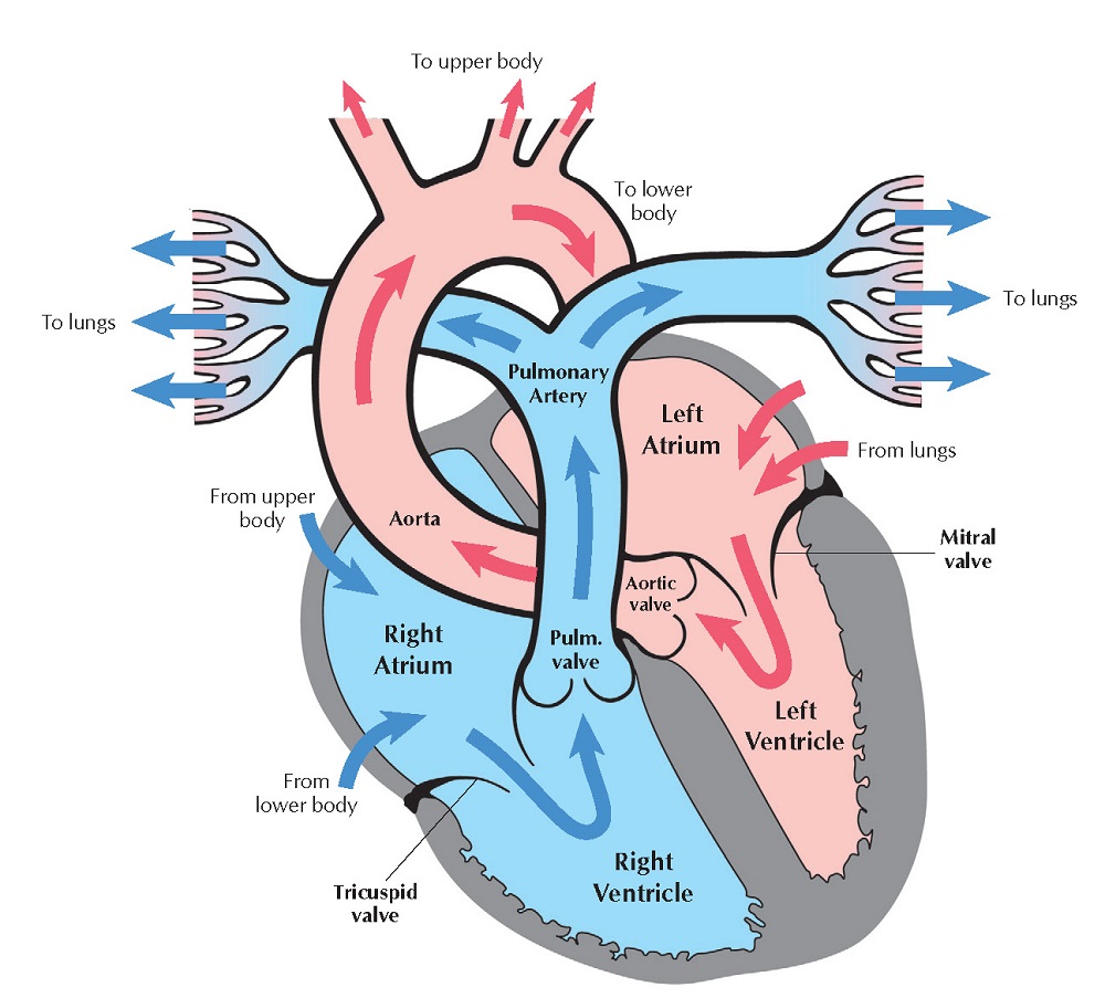 Cardiovascular Function: Anatomy - pediagenosis