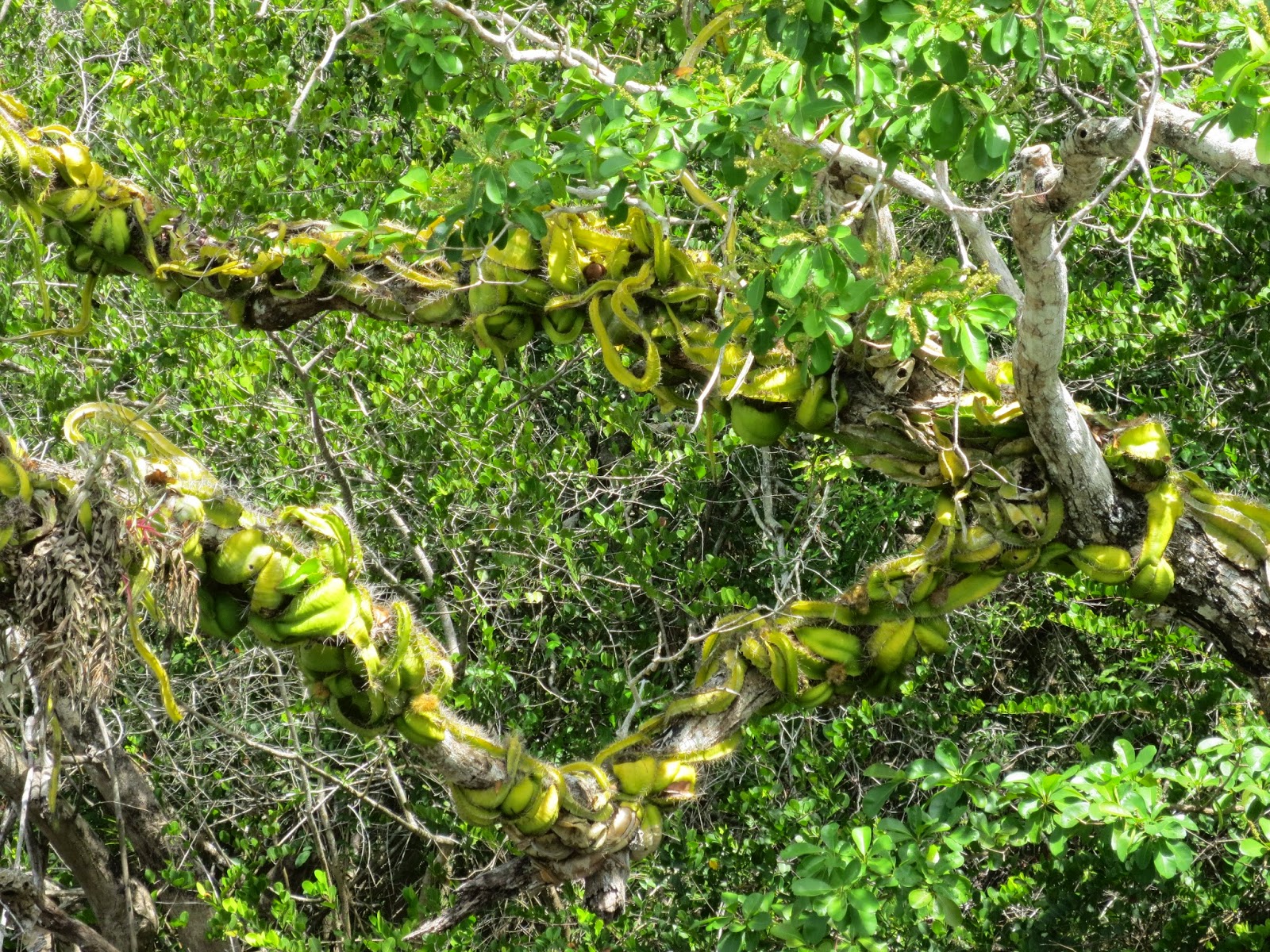 No Cleaping Over: Lamanai