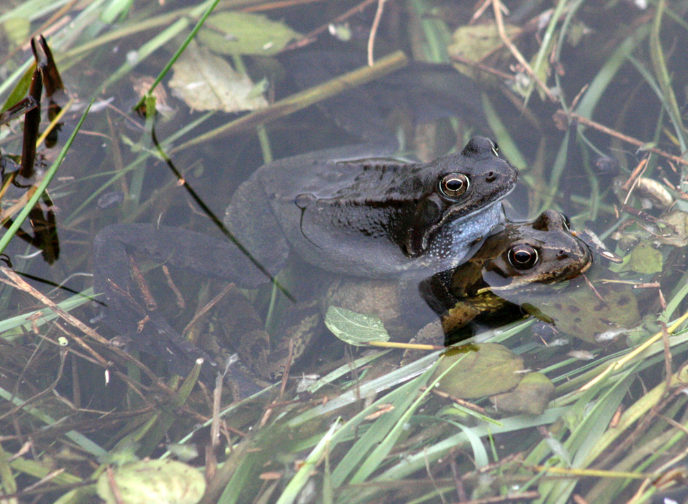 A life at the shoreline. .. by Jeff Copner : 2/1/12 - 3/1/12