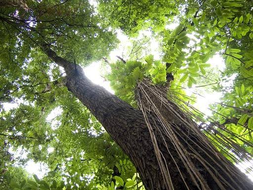 Pohon Mahoni | GazzGazz