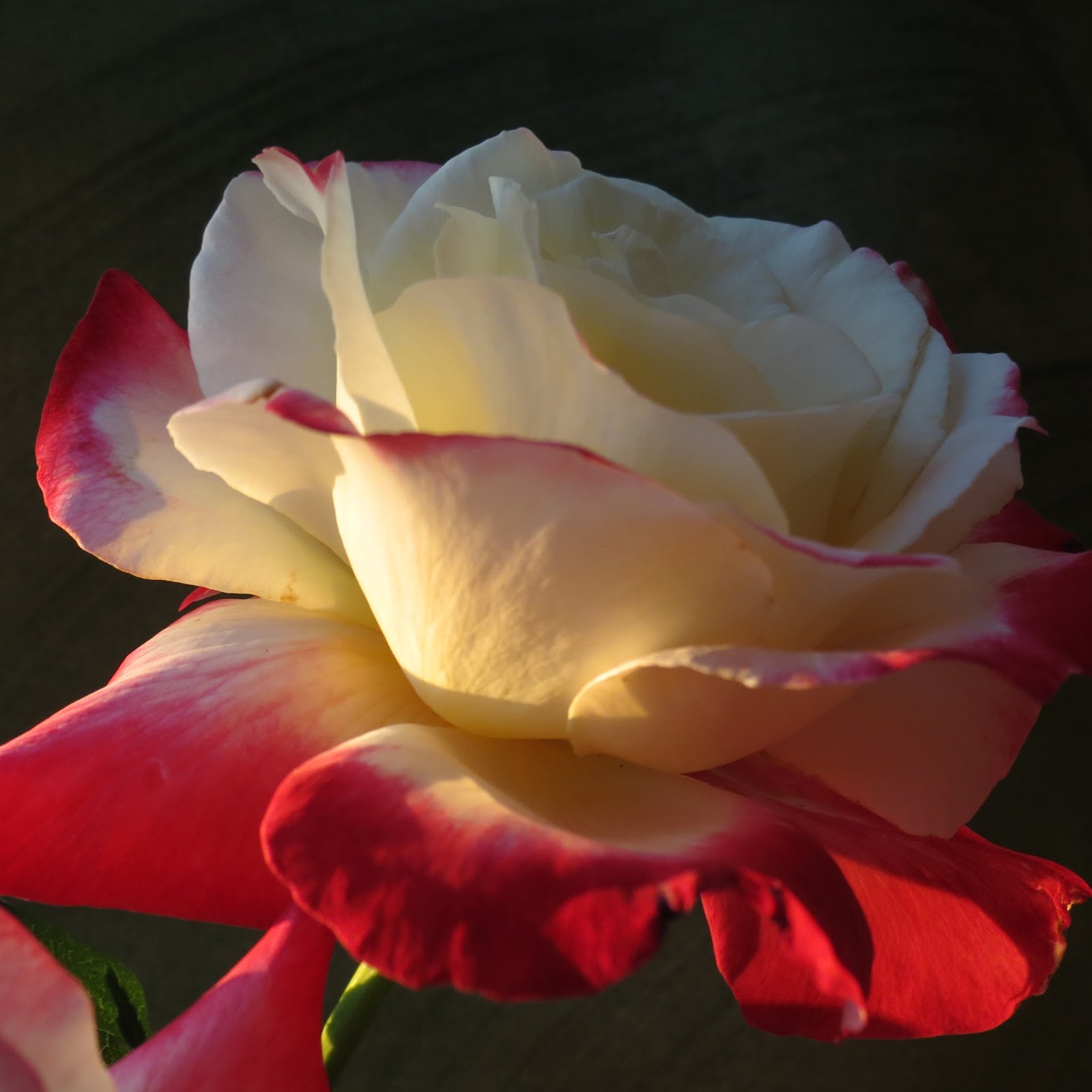 Colorado Garden Punch List - Betty Cahill: Roses - Gotta Have One or ...