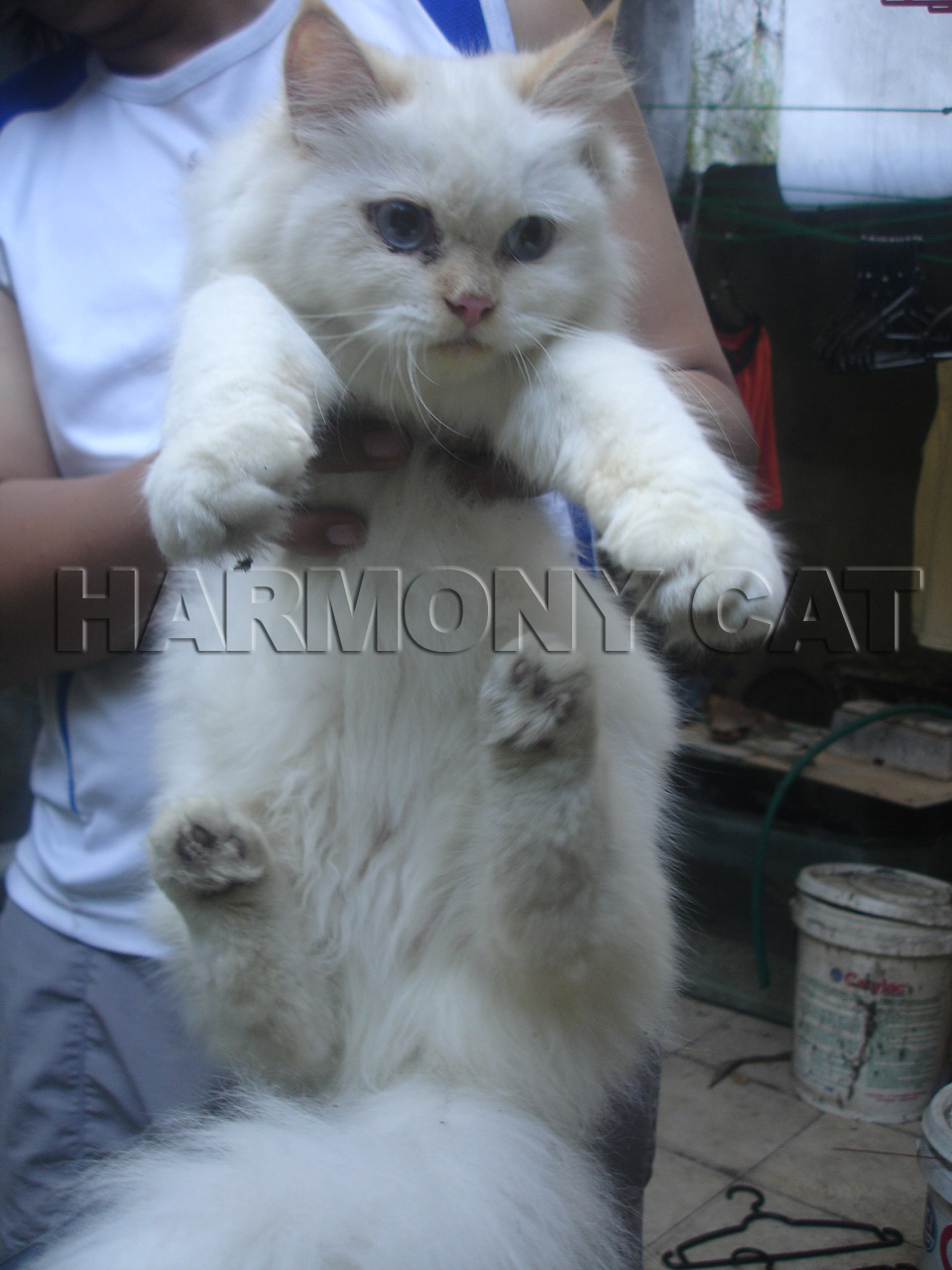 Hamster Dan Kucing Persia Murah Surabaya: DI JUAL KUCING PERSIA BETINA ...