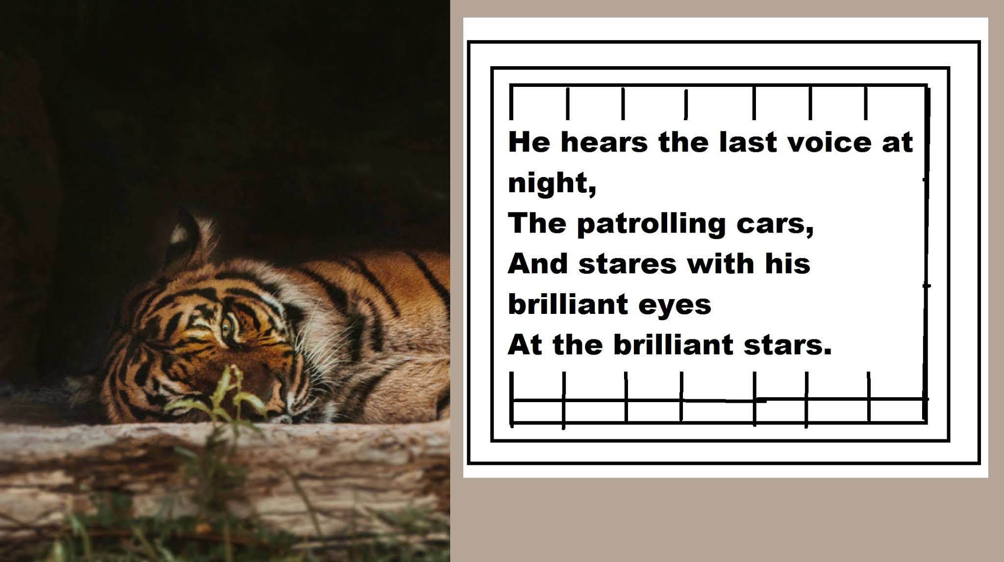 English Notes: Tiger Poems from First Flight