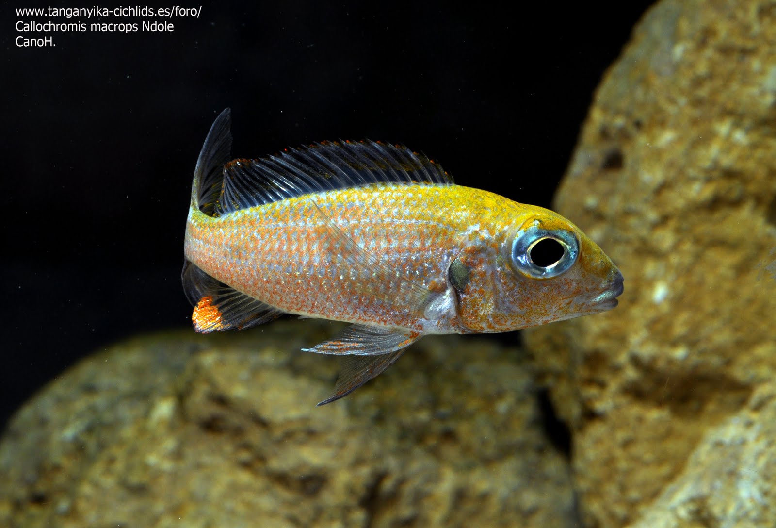 Tanganyika , un mundo a parte.: Fotos Callochromis macrops Ndole. II