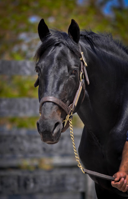 . Sarafina Photography: Standardbred Horses at Hanover Shoe Farms ...
