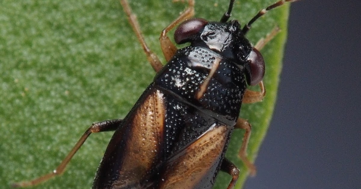 Poloskagyűjtemény: Geocoridae