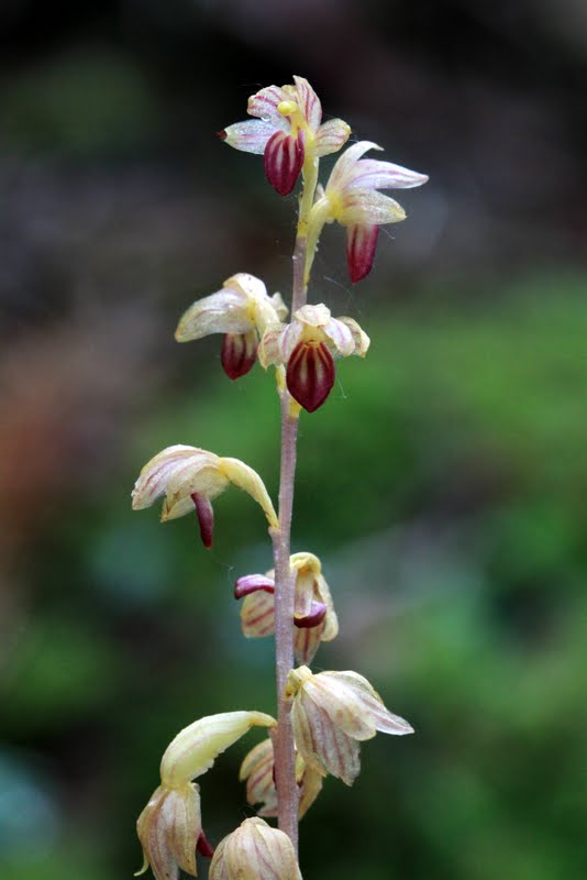 Native Orchids of the Pacific Northwest and the Canadian Rockies (and ...