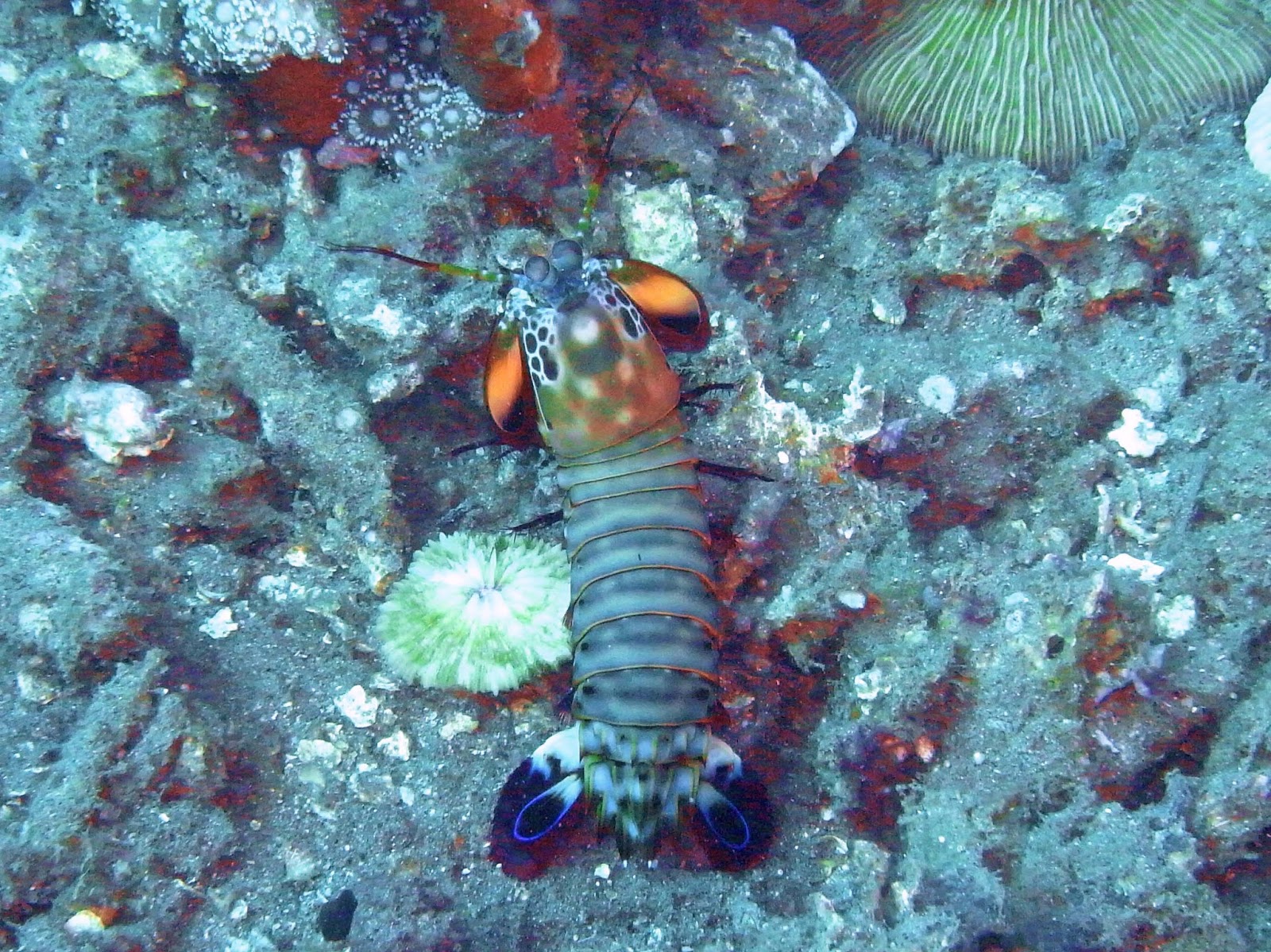Delightful Departures: Freaky Fish Friday - Mantis Shrimp