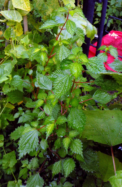 Scirpidiella's Plants: False Nettles - Ramie cousins (Boehmeria sp. div.)