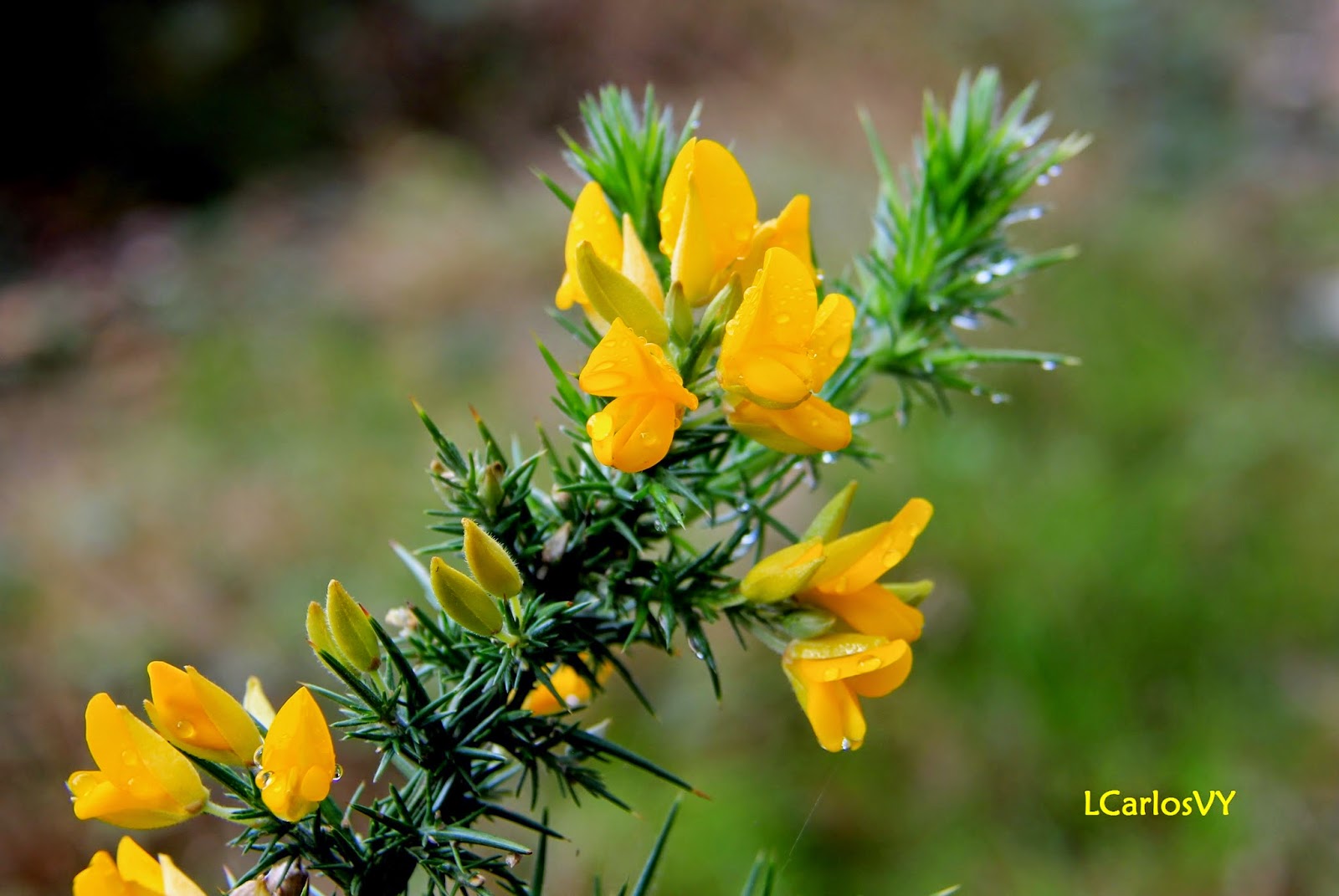 Plantas silvestres de Asturias: Tojo, toxu, cotoya, árgoma, árgumas ...