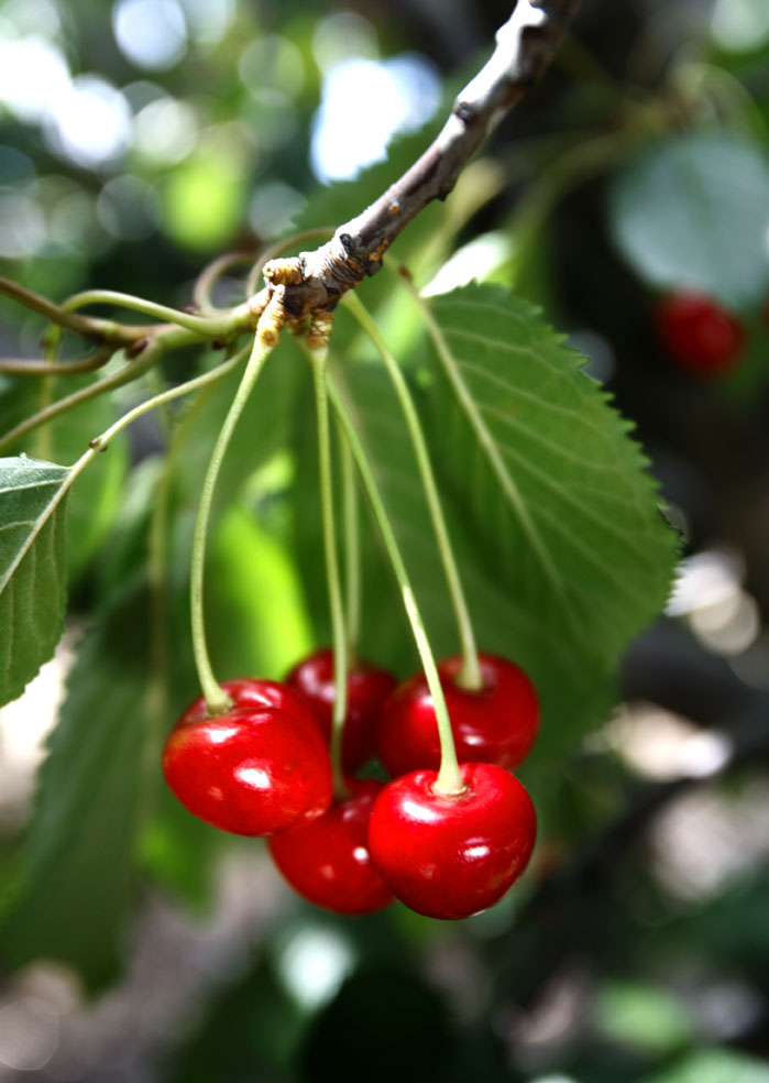 cadalso vive: Las cerezas y picotas del Valle del Jerte...