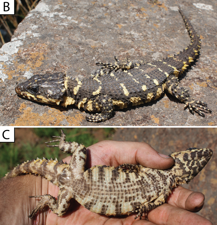 Species New to Science: [Herpetology • 2020] A Taxonomic Revision of ...