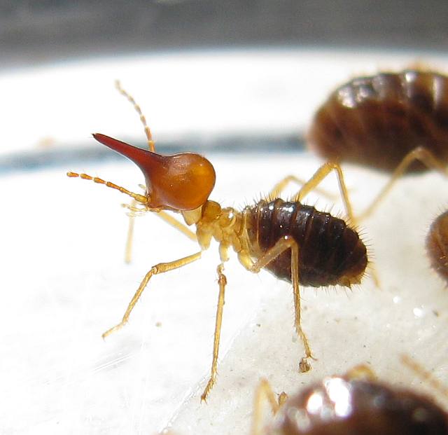 Photos and Info on Ants and Termites of Malaysia: Hirtitermes hirtiventris