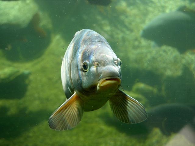 Common Carp ~ Aquatic Animals
