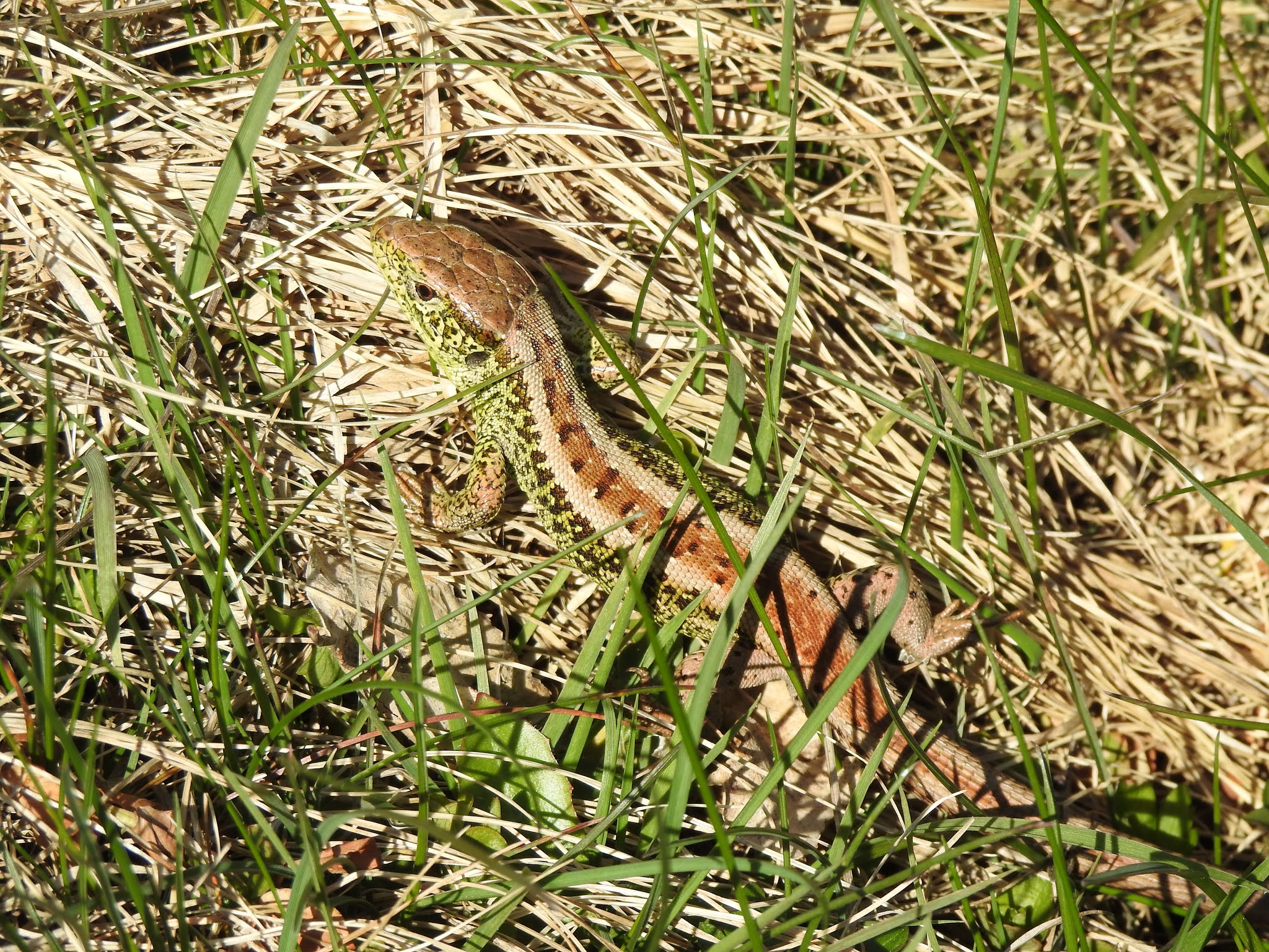 PASARI DIN ROMANIA: REPTILE ( 2 ), Soparle