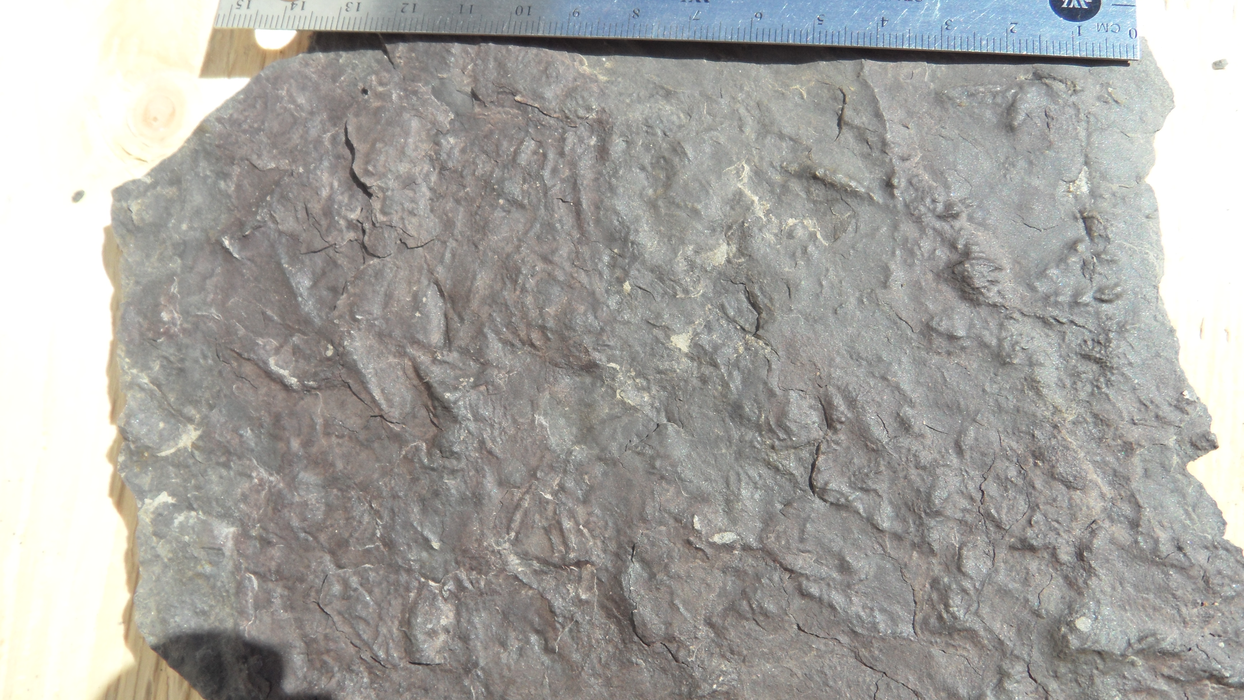 Fossils and Geology of Lanark County, Ontario: Found in Ordovician ...