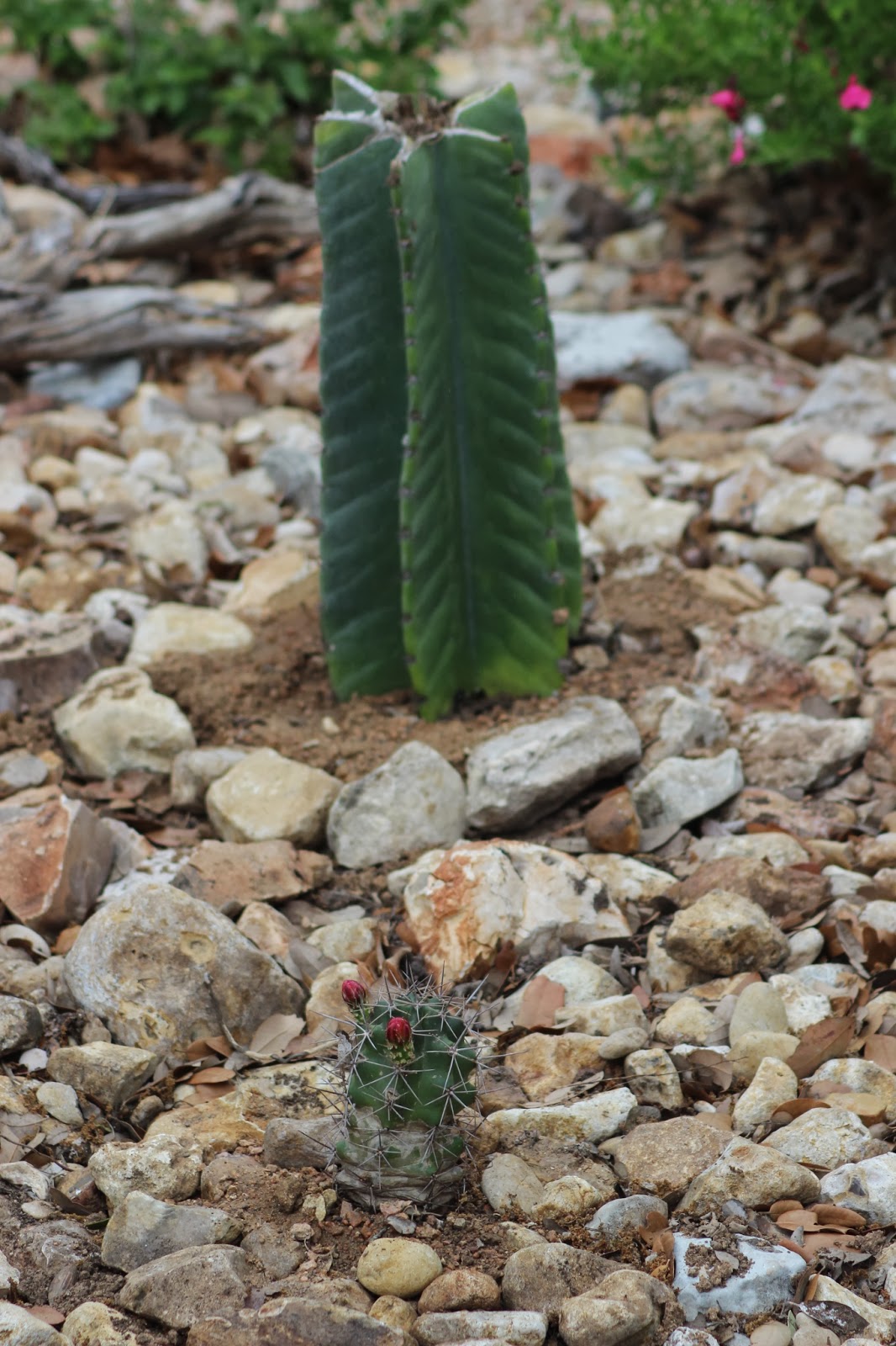 Rock-Oak-Deer: 2013 Plants in Review