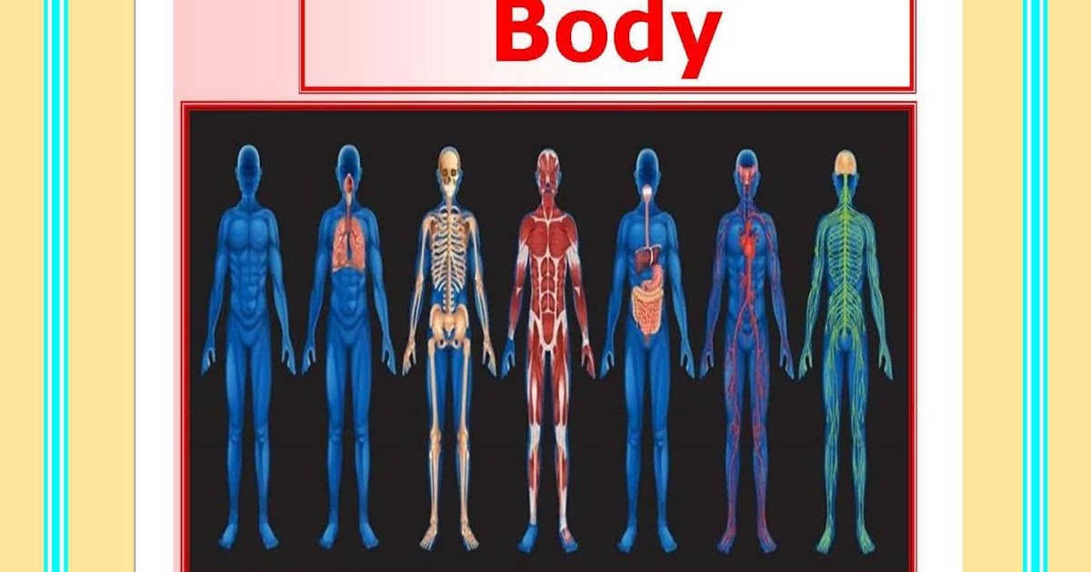 The Human Body - Medical Yukti