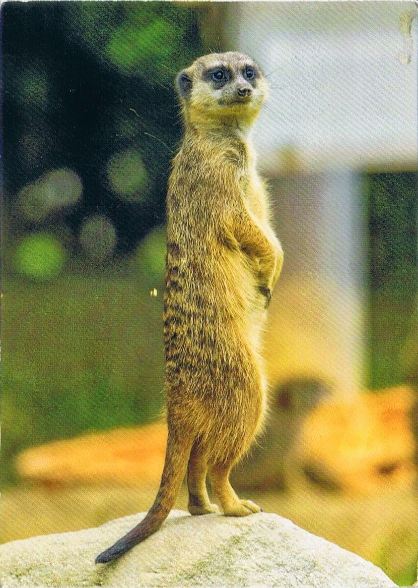 Postcard footprints from around the world: Meerkat