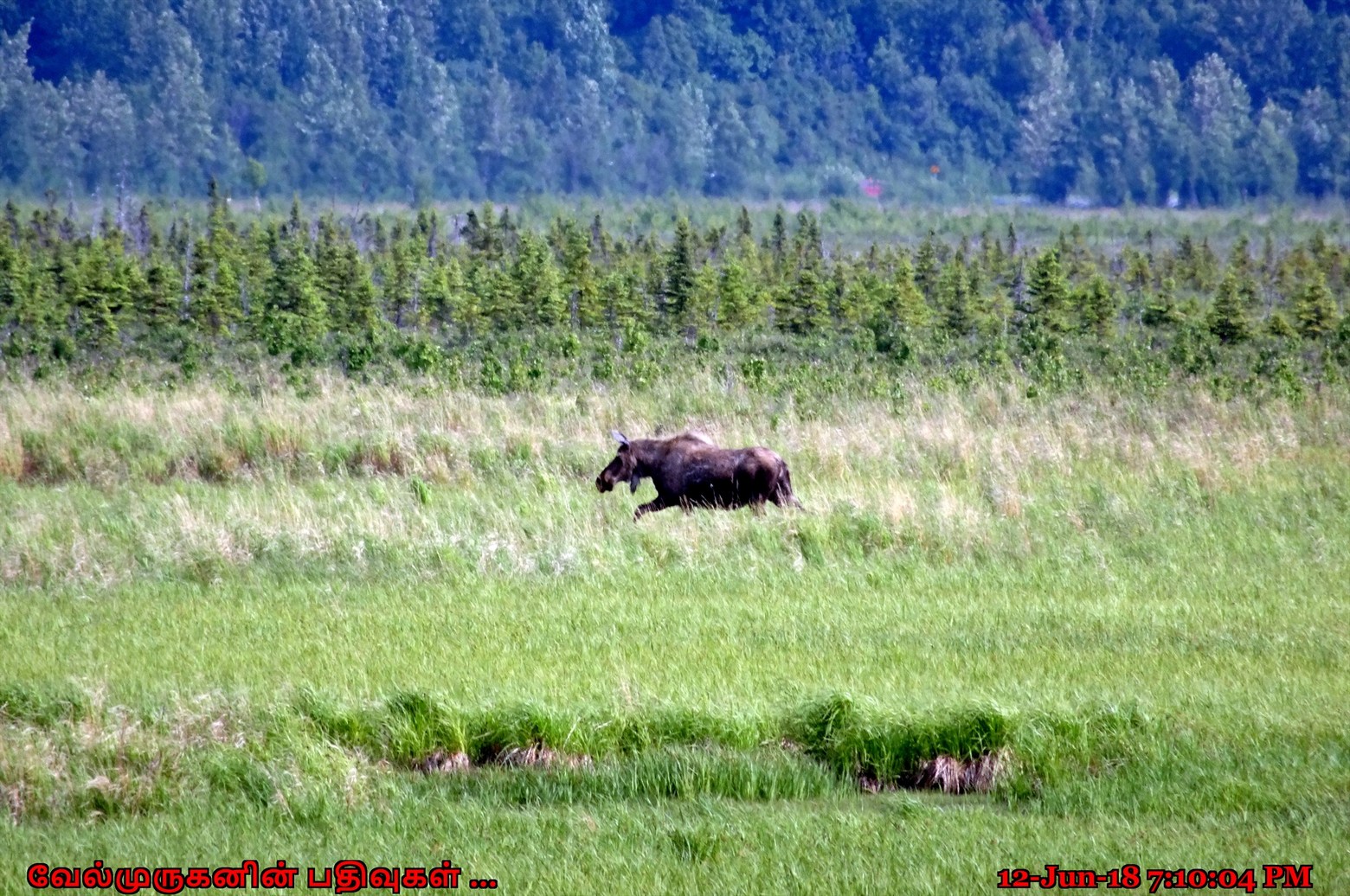 Potter Marsh Bird Sanctuary Alaska - Exploring My Life