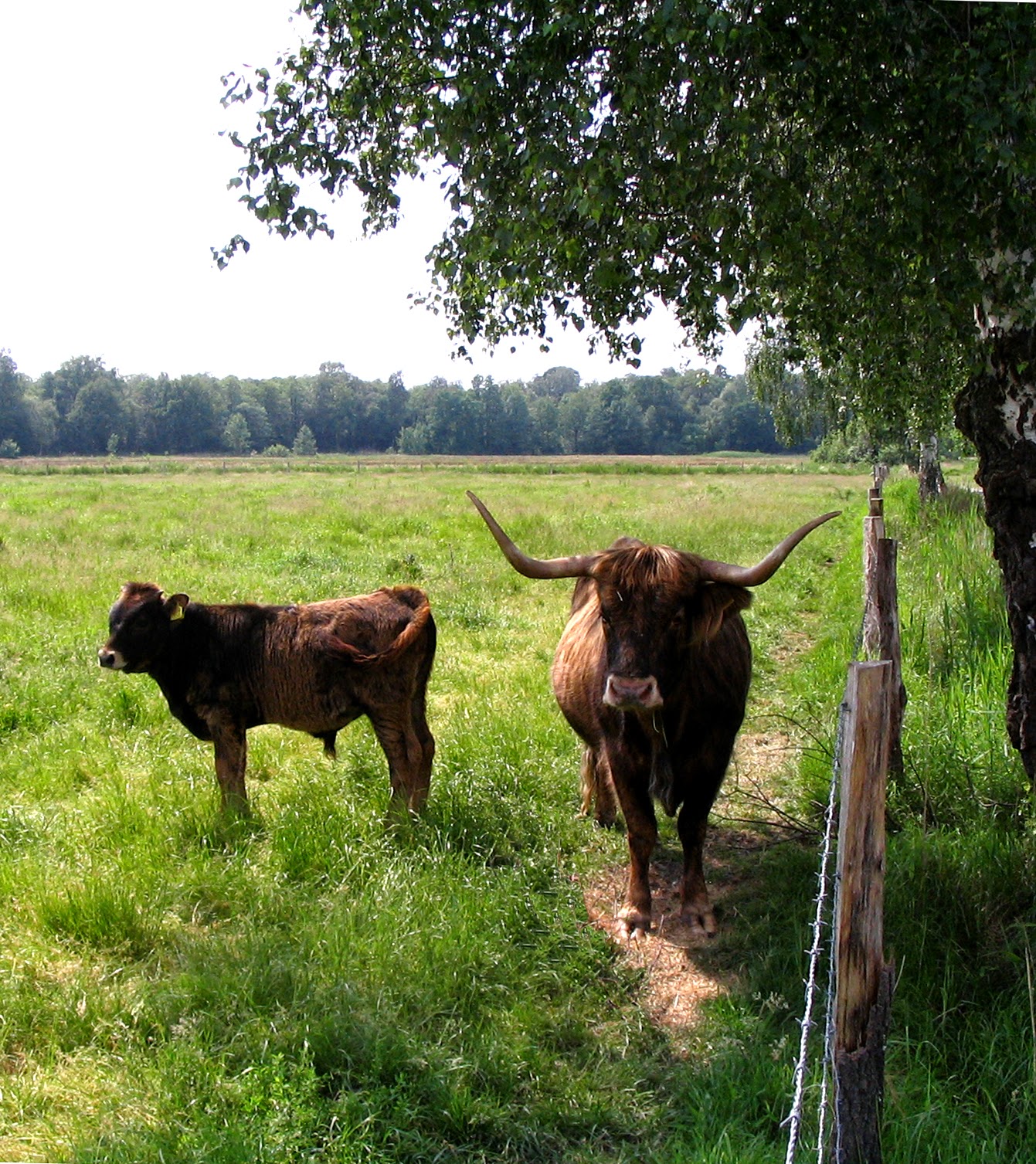 Weert en natuur: Krijgt het Tauros-project concurrentie??