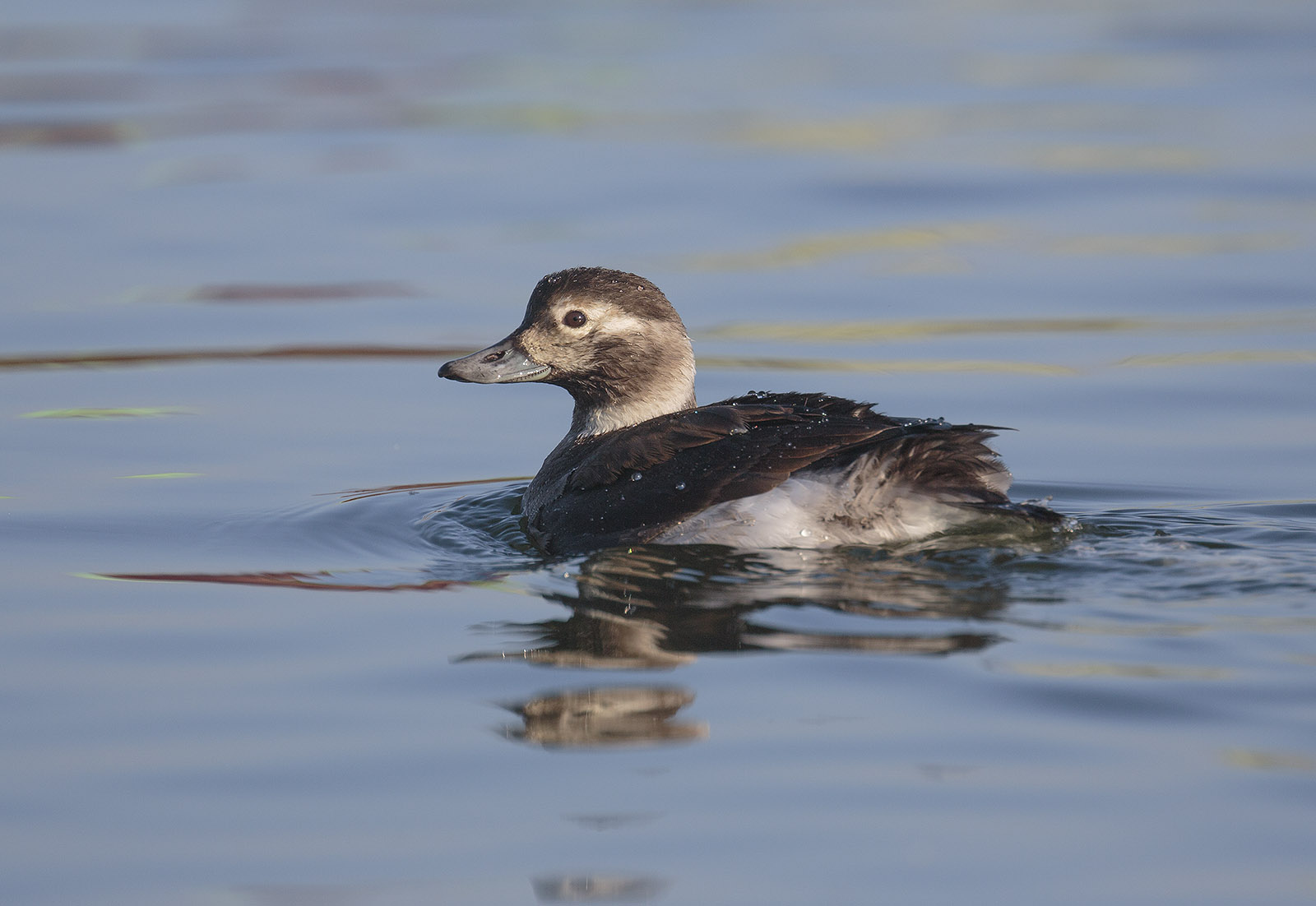 pewit: Long-tailed Duck