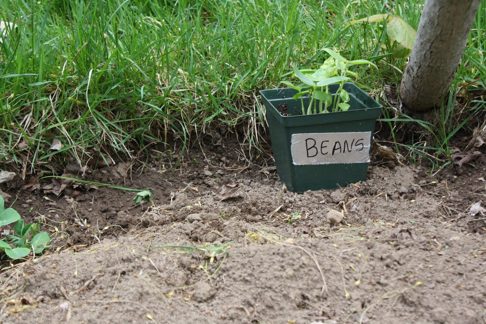 GoldFeather Blog: How I made my Tepee Garden