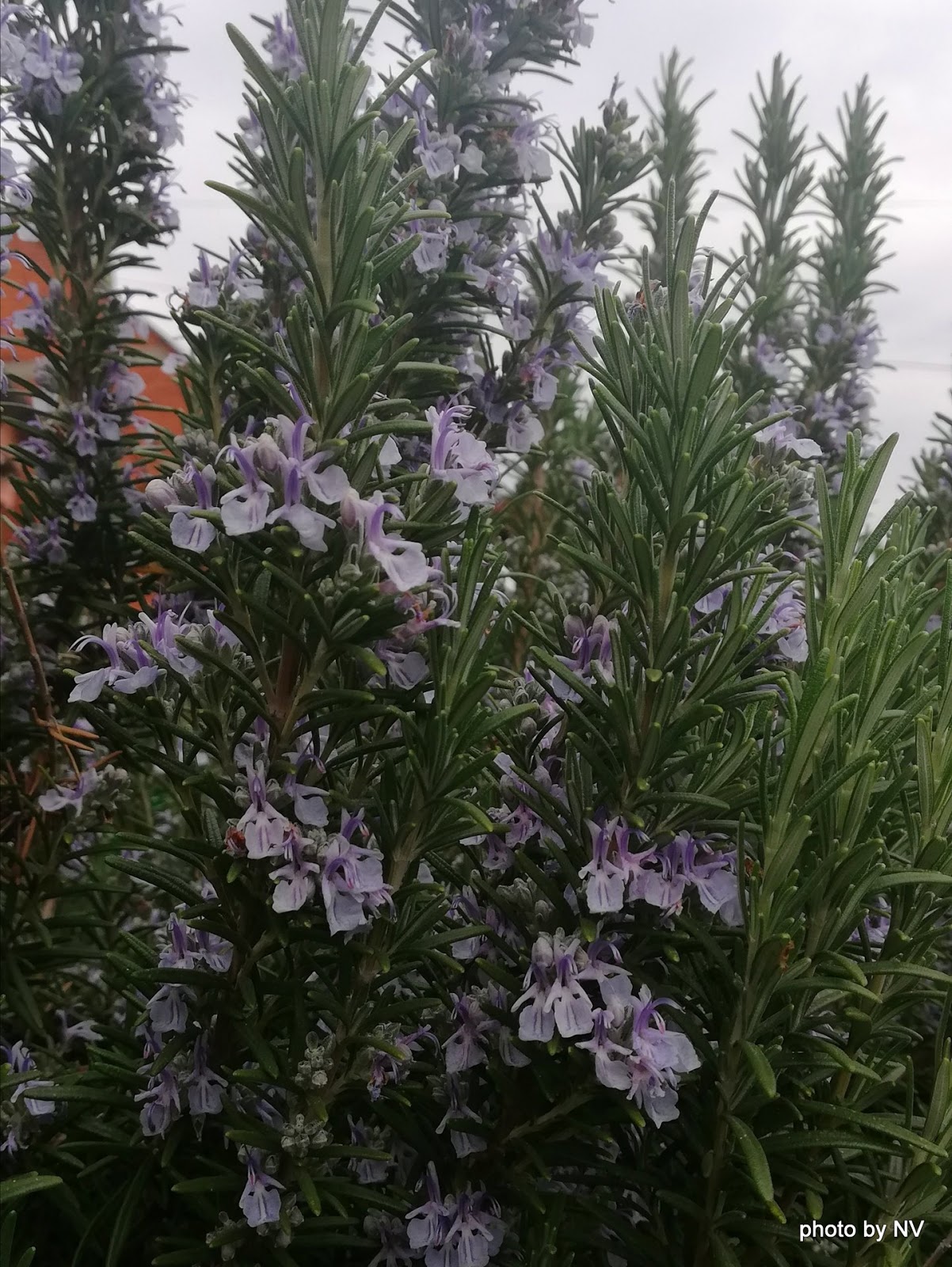 Ruzmarin - eliksir mladosti i simbol ljubavi i mudrosti - InfoNet Magazin