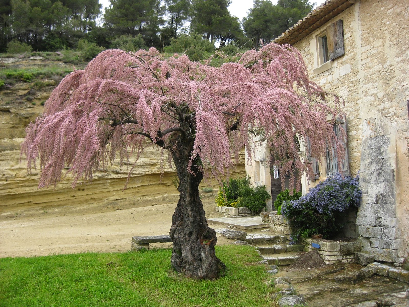Franceplants: Tamarix gallica