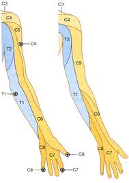 Chris Reynolds Osteopathy & Physiotherapy: Trapped nerves