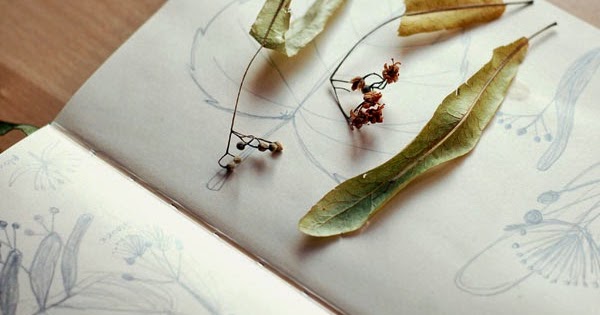 mundo flo: Inspiration: objects from nature