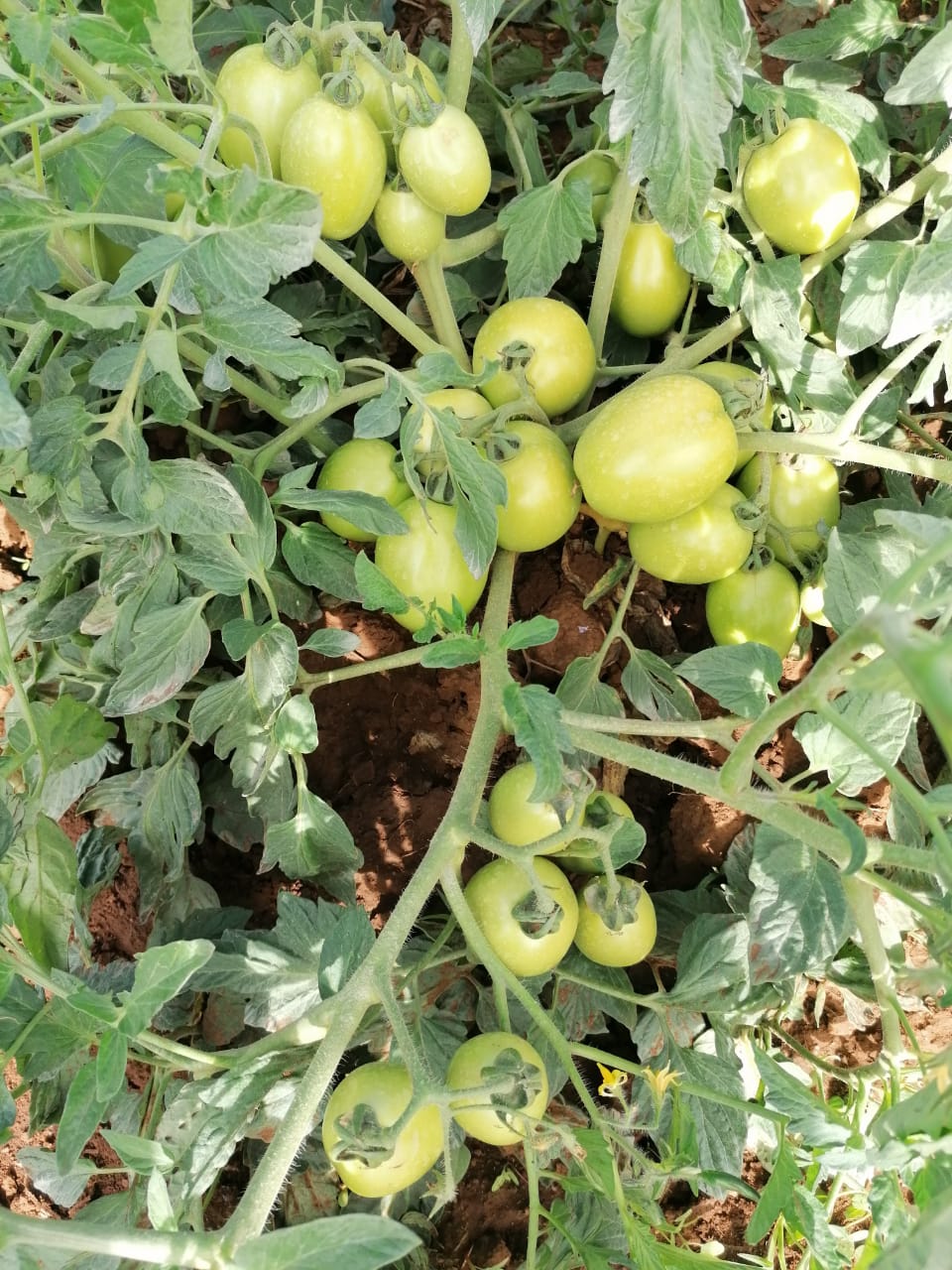 Mbolea kwenye kilimo cha Nyanya