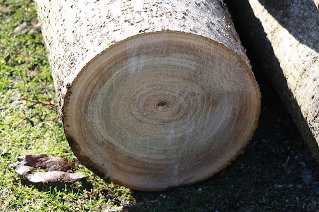 MADERA DE KIRI DE MISIONES ARGENTINA: Madera de KIRI de la Provincia de ...