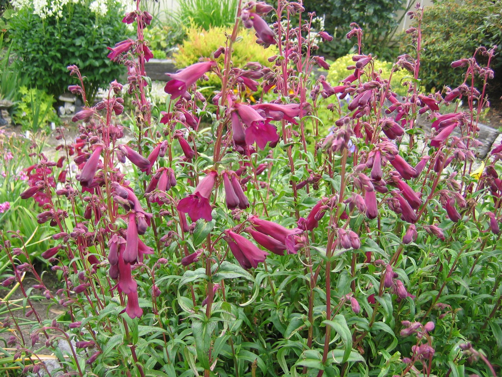 Irises and Archives: Penstemons