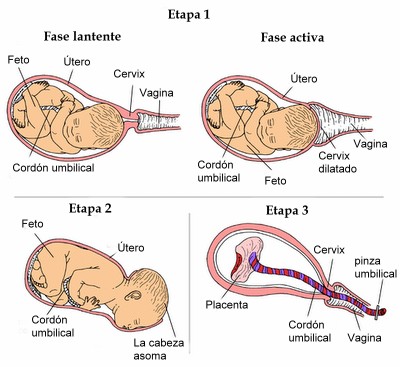 DESARROLLO DE 0 A 3 AÑOS: Proceso de nacimiento.