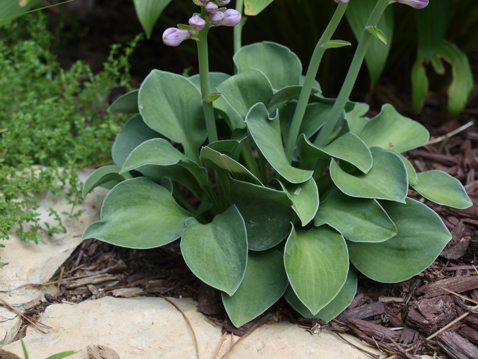 My Cottage Garden: Favourite Hostas