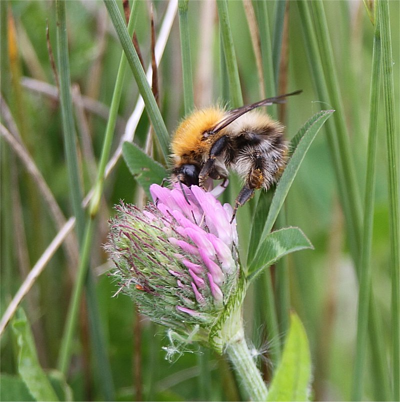 Murfs Wildlife : Ginger-tailed Carder Bee