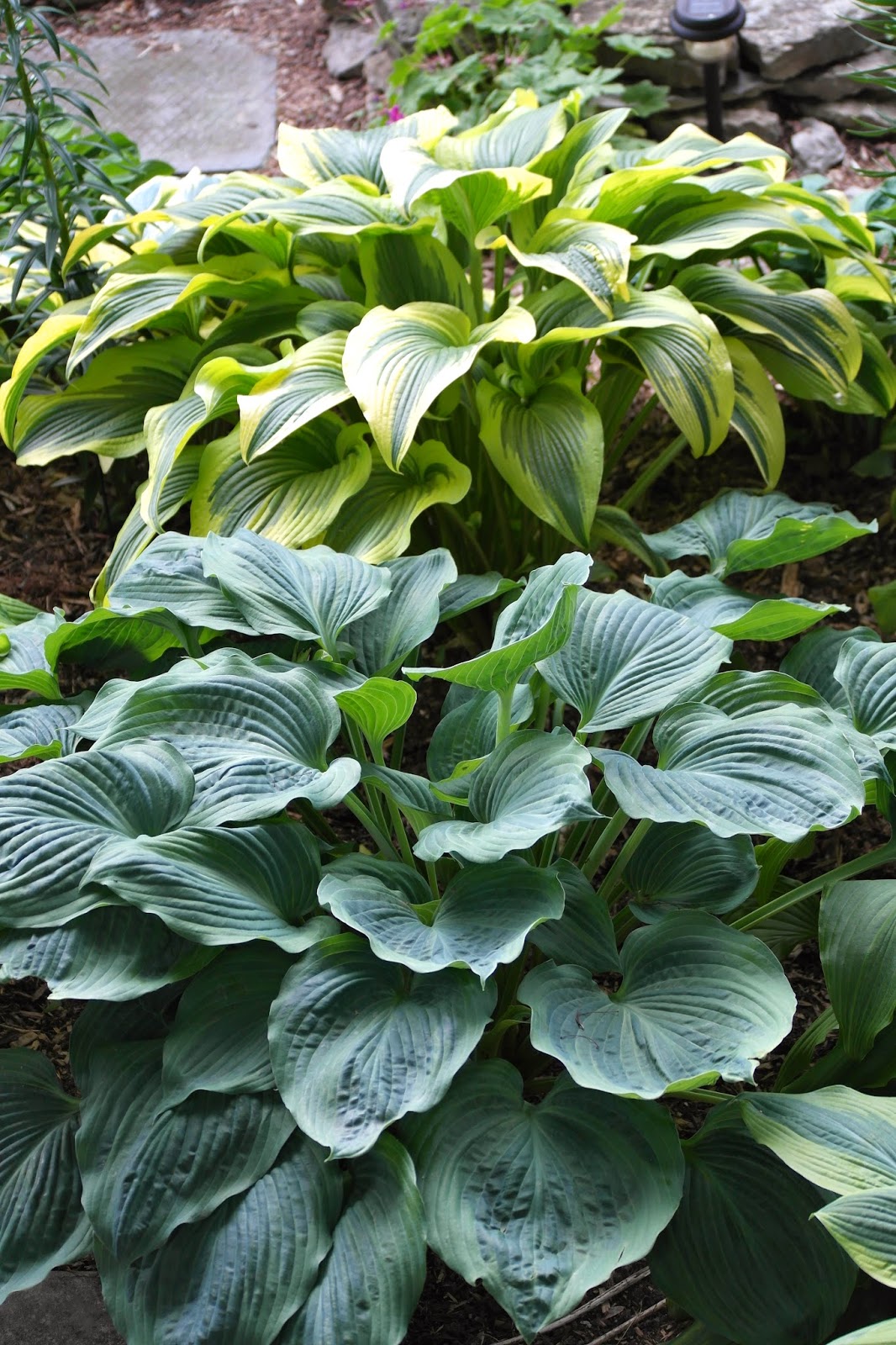 Cheesehead Gardening: Midwest Hosta Convention starting this week