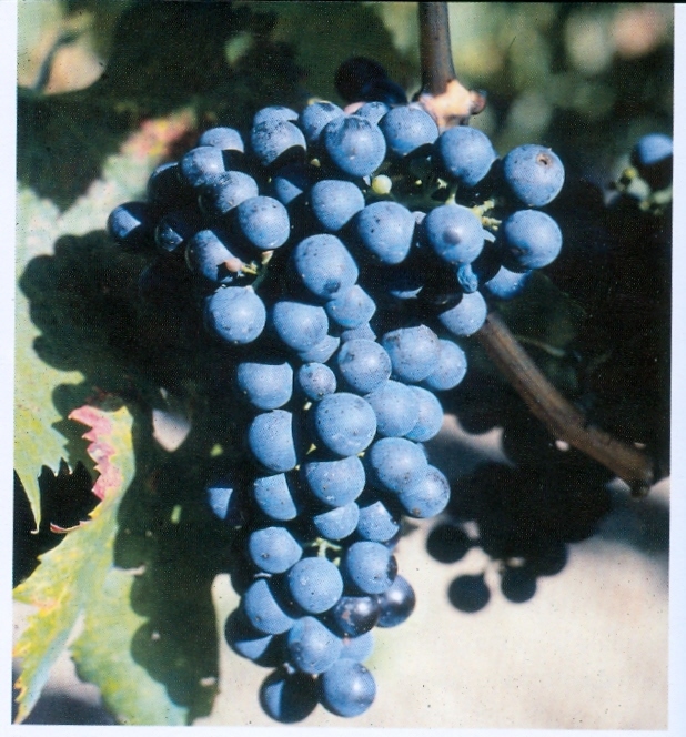 MoliSeb Wine & Food Blog: TINTILIA