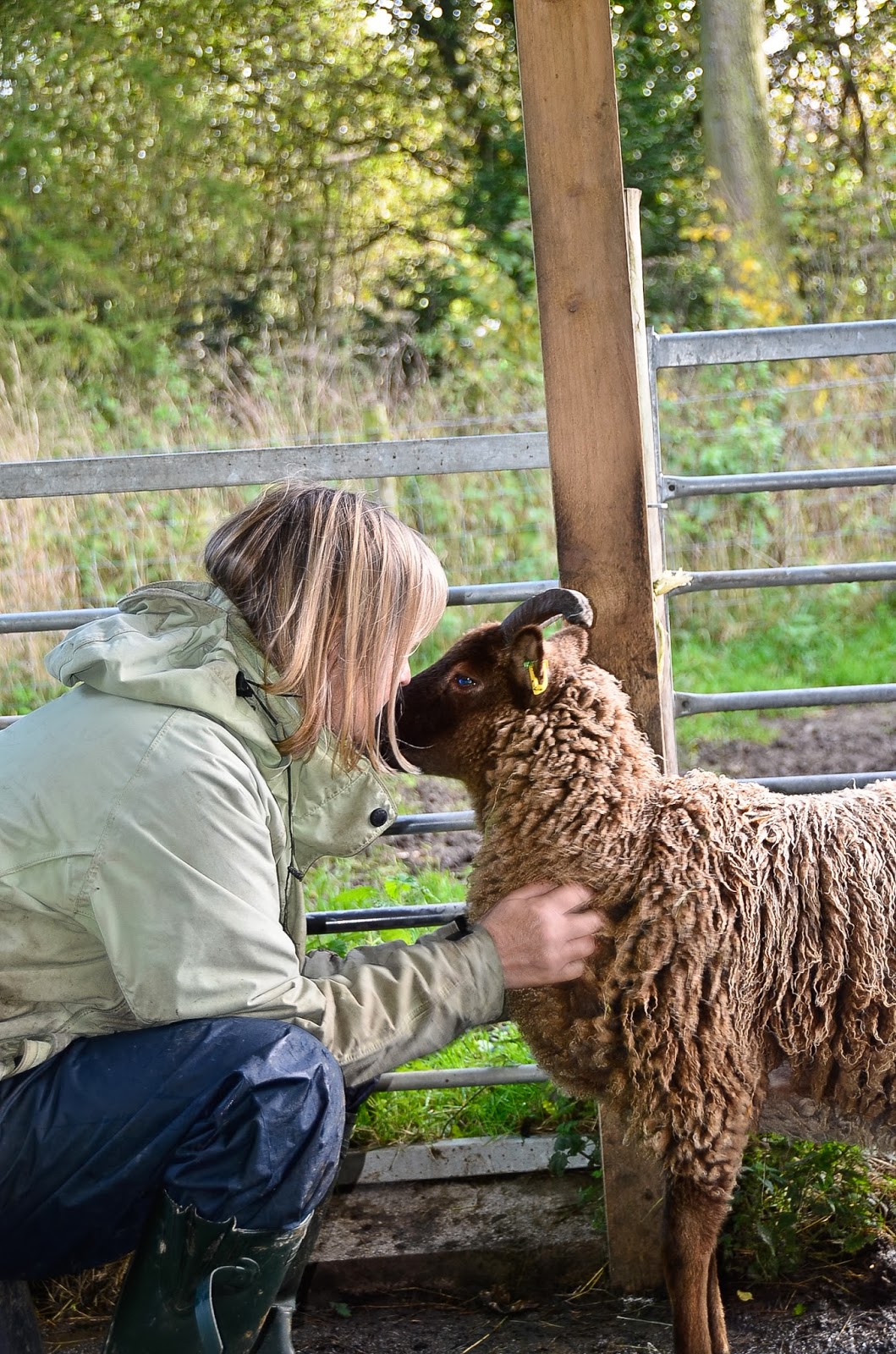 (Inter) National Hug A Sheep Day: 2013