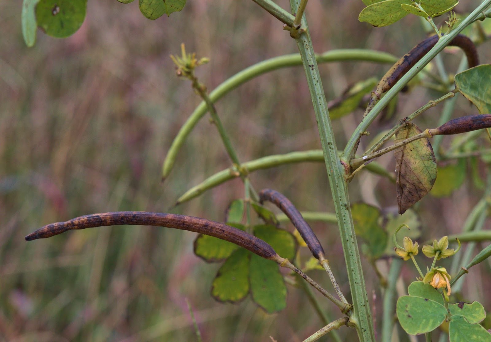 Nature Ramblers: Ramble Report September 14 2017
