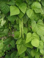 Greek Aquaponics Ενυδρειοπονία: ΦΥΤΑ