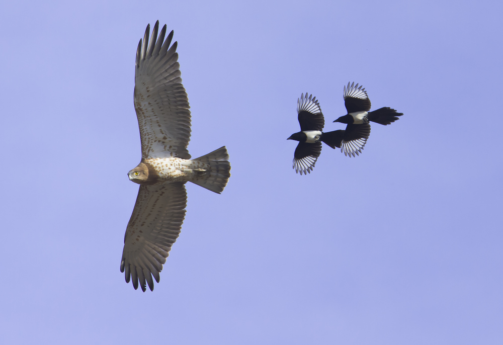 wildlifephotographygreece